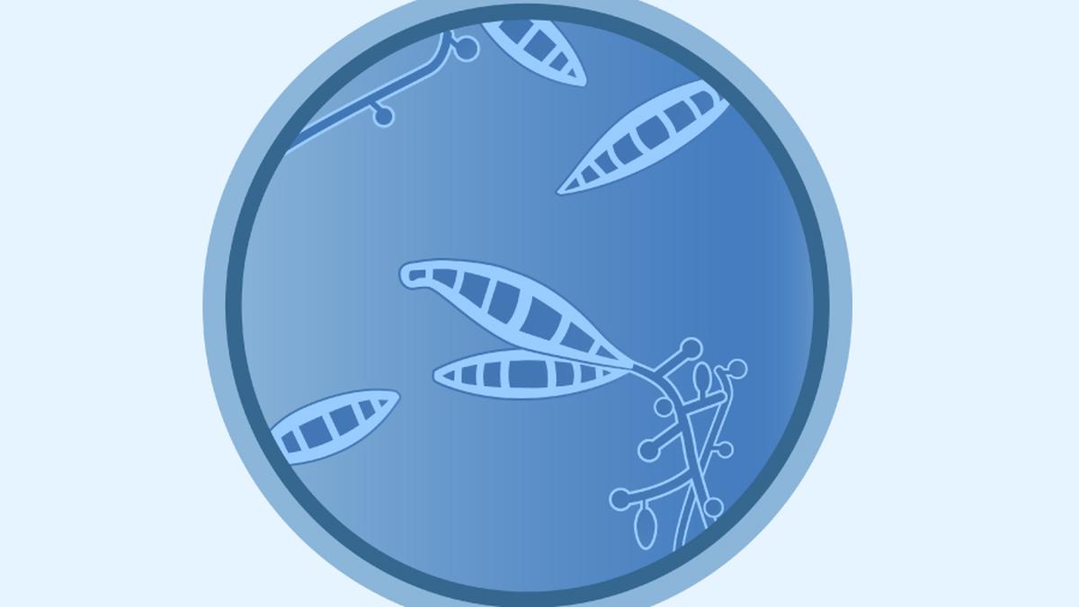 The Hidden Threat on BJJ Mats: How to Prevent Ringworm and Staph